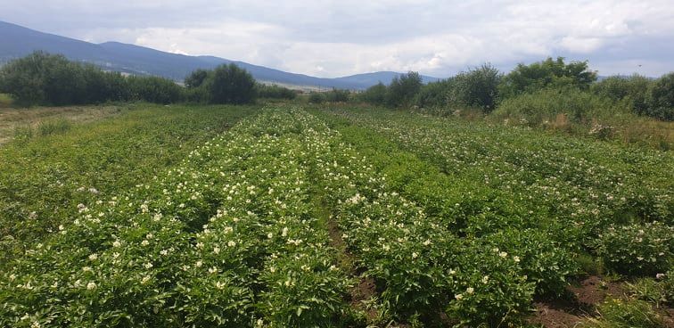 Organic potato production in Romania in focus of the trAEce project ...